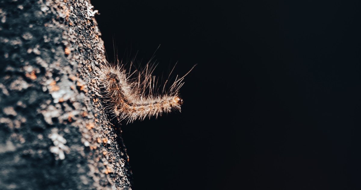 Uitslag door de eikenprocessierups? 7 natuurlijke tips