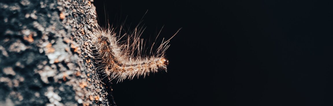 Uitslag door de eikenprocessierups? 7 natuurlijke tips