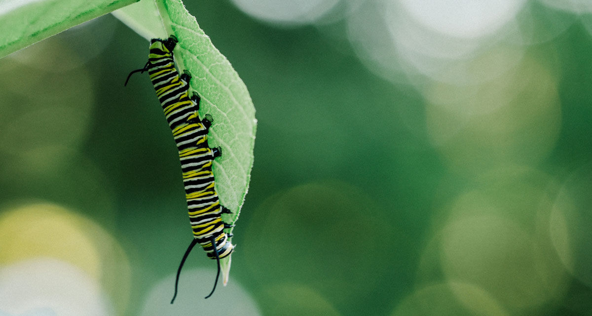 Uitslag door de eikenprocessierups? 7 natuurlijke tips