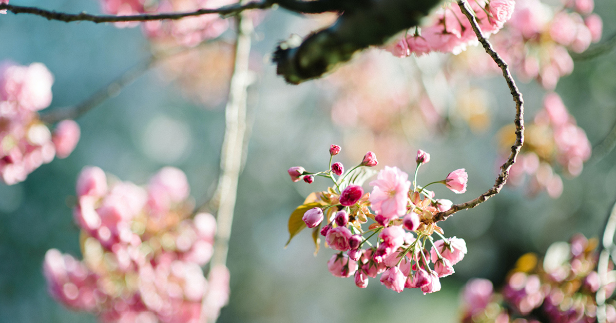 Zo helpt de lente je bij een nieuw begin - Happinez