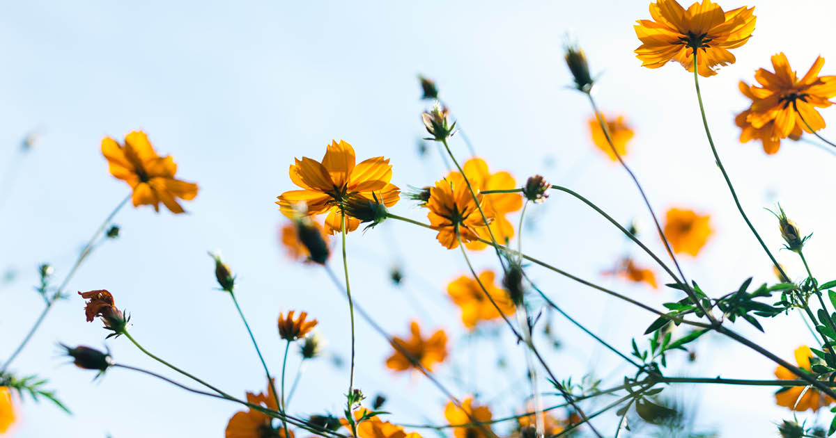 Wanneer begint de lente? - Happinez