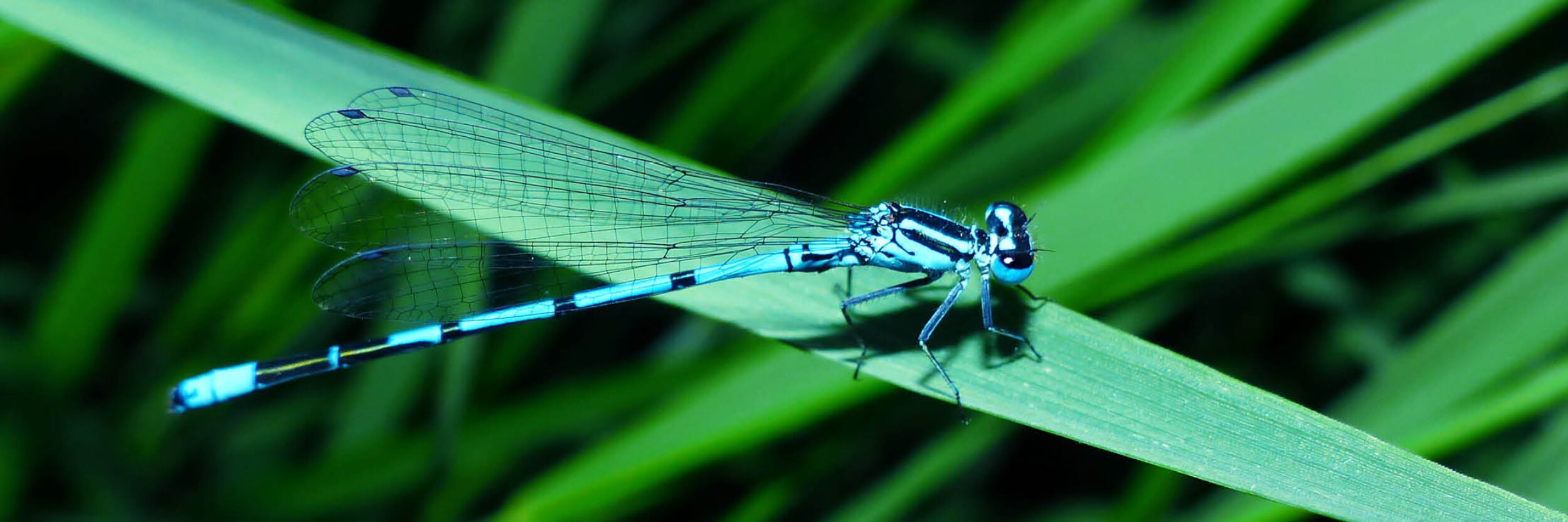 Dit is de spirituele betekenis van de libelle - Happinez
