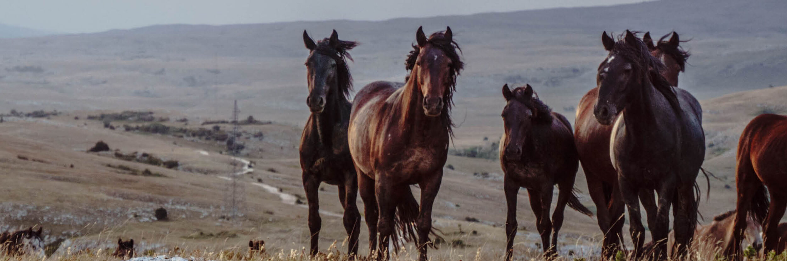 Dit is de spirituele betekenis van het paard - Happinez