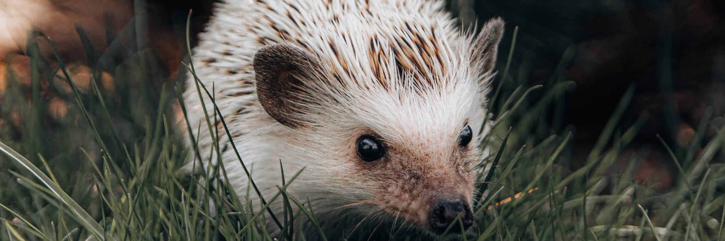 Wijze levenslessen uit 'Het verlangen van de egel'