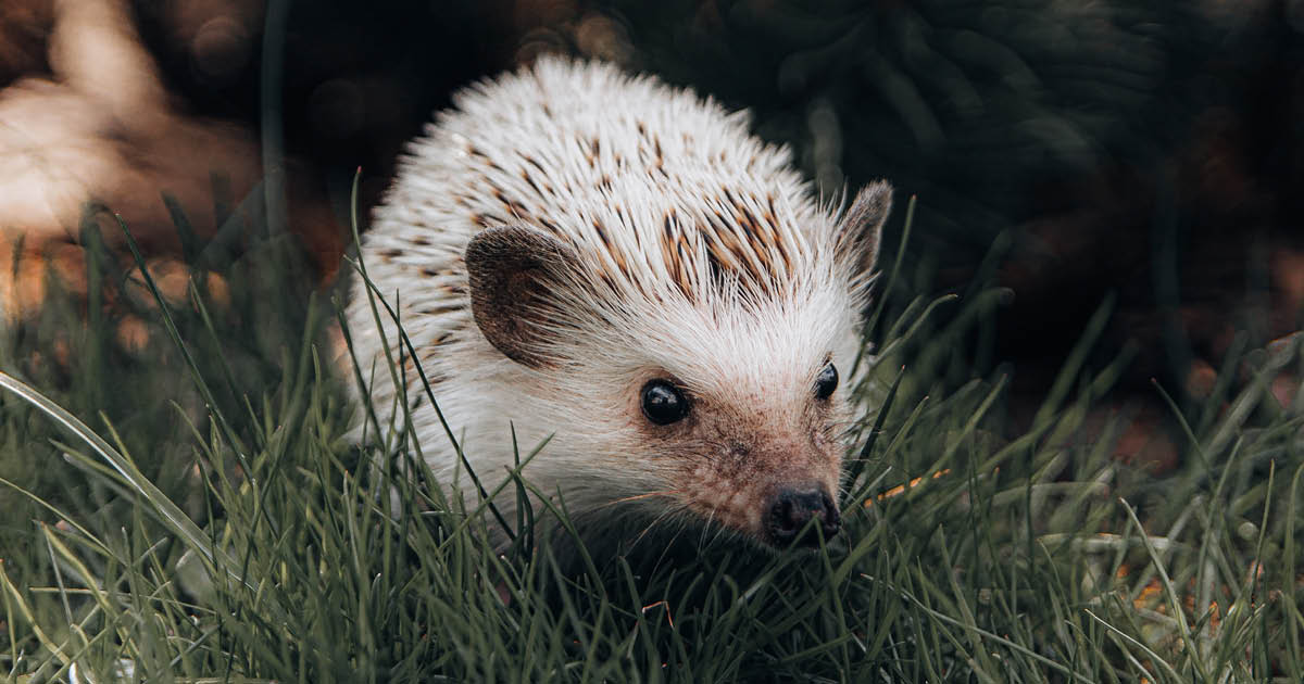 Wijze levenslessen uit 'Het verlangen van de egel'