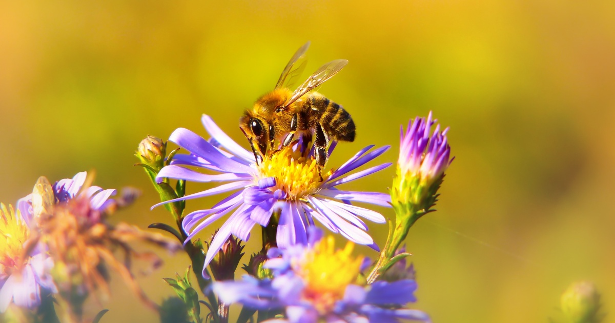 De bij: waarom dit insect zo bijzonder is - Happinez